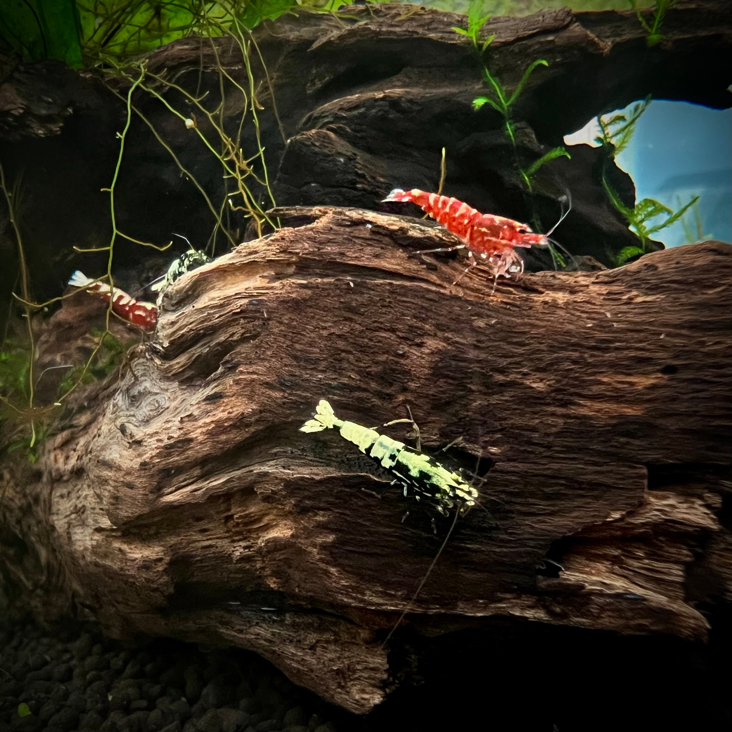 Shrimp – Super Shrimp Bros