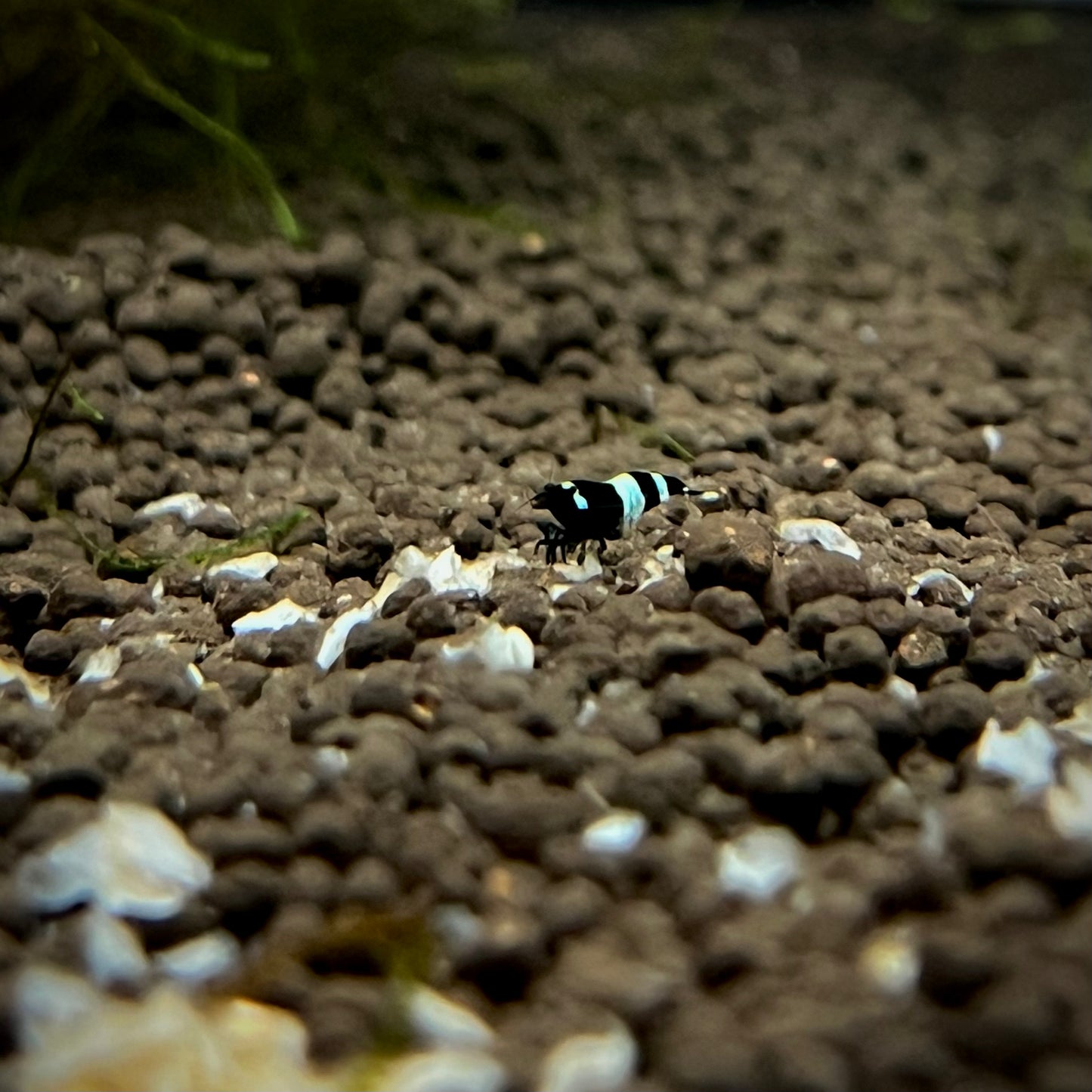 Shadow Panda King Kong Shrimp Super Shrimp Bros